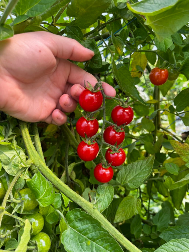 Organic Sweetie Cherry Tomato Seeds – Northern Seeds