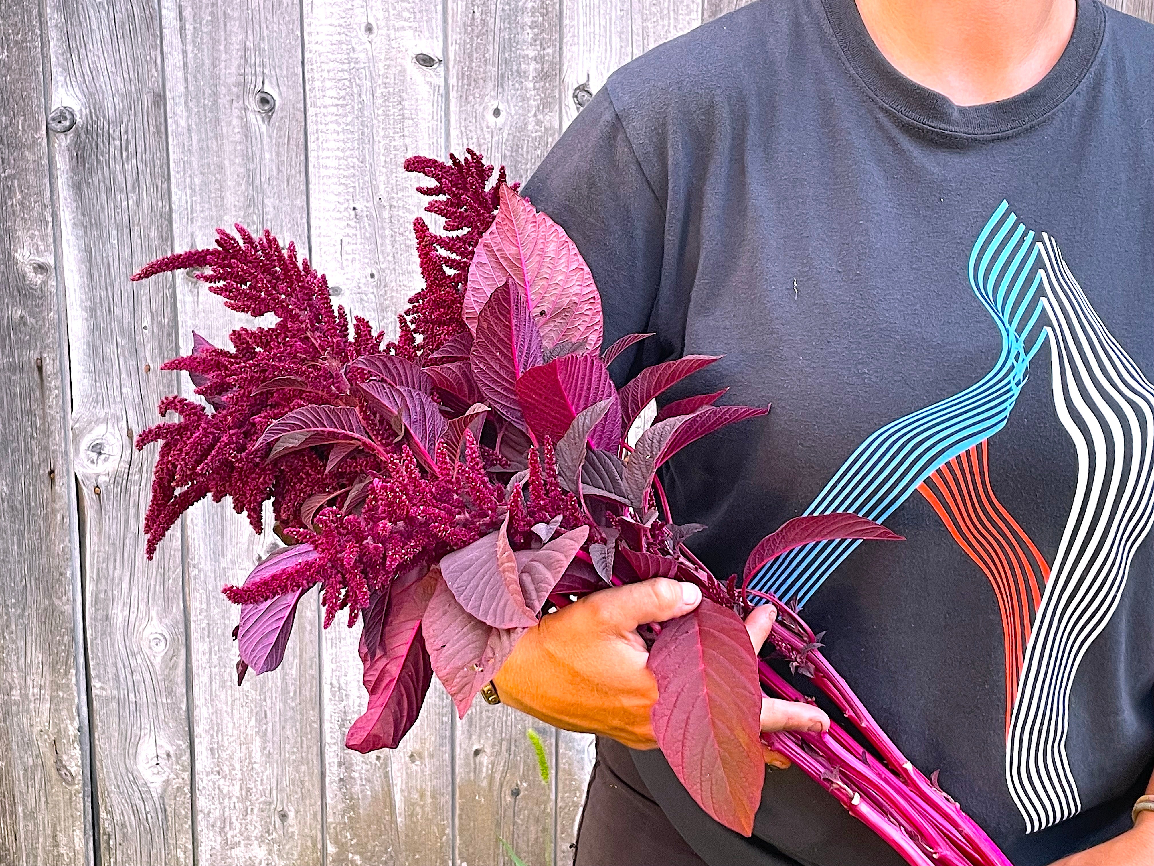 Organic Red Spike Amaranth Seeds – Northern Seeds