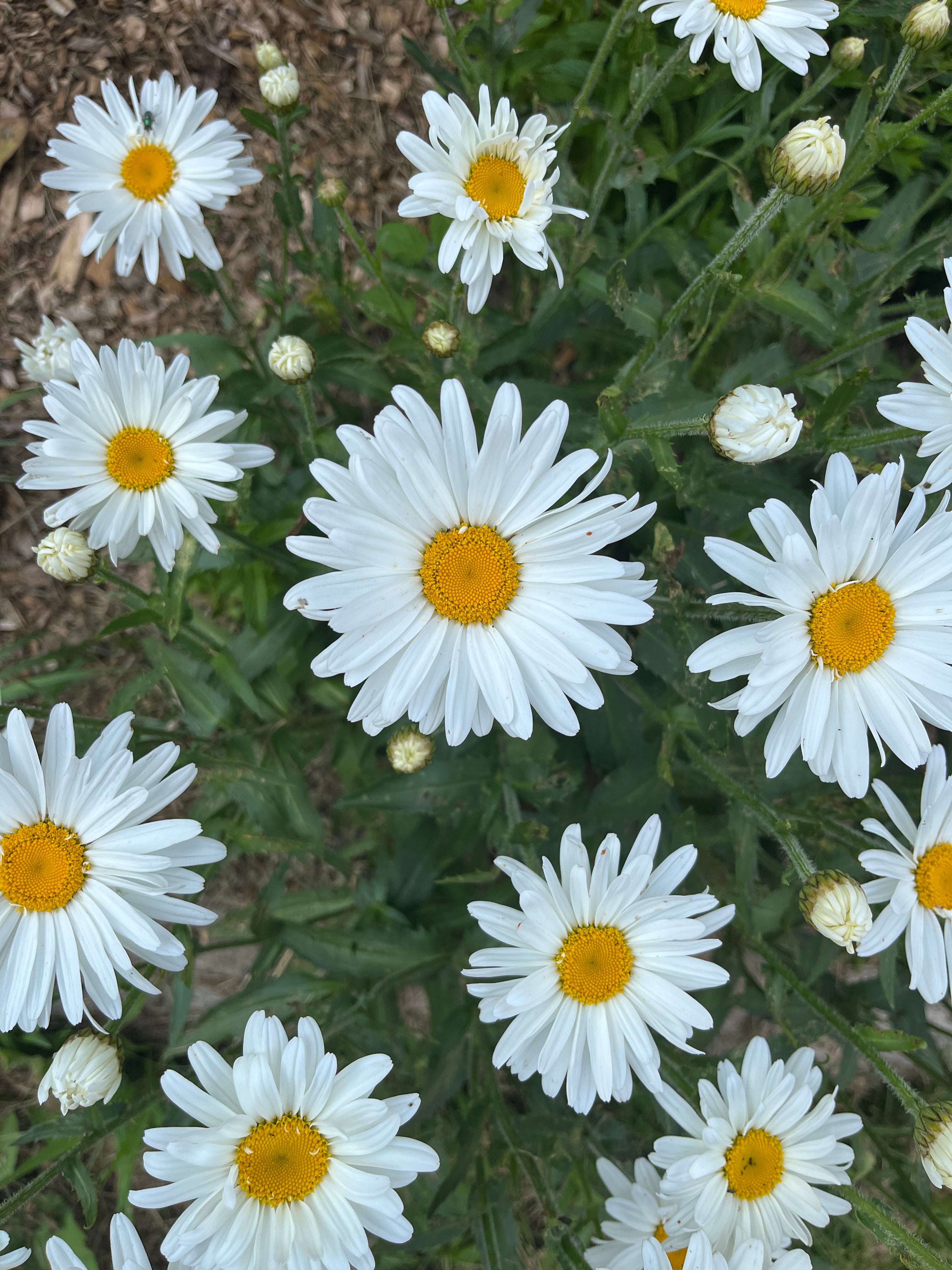 Flower, Shasta Daisy – Northern Seeds