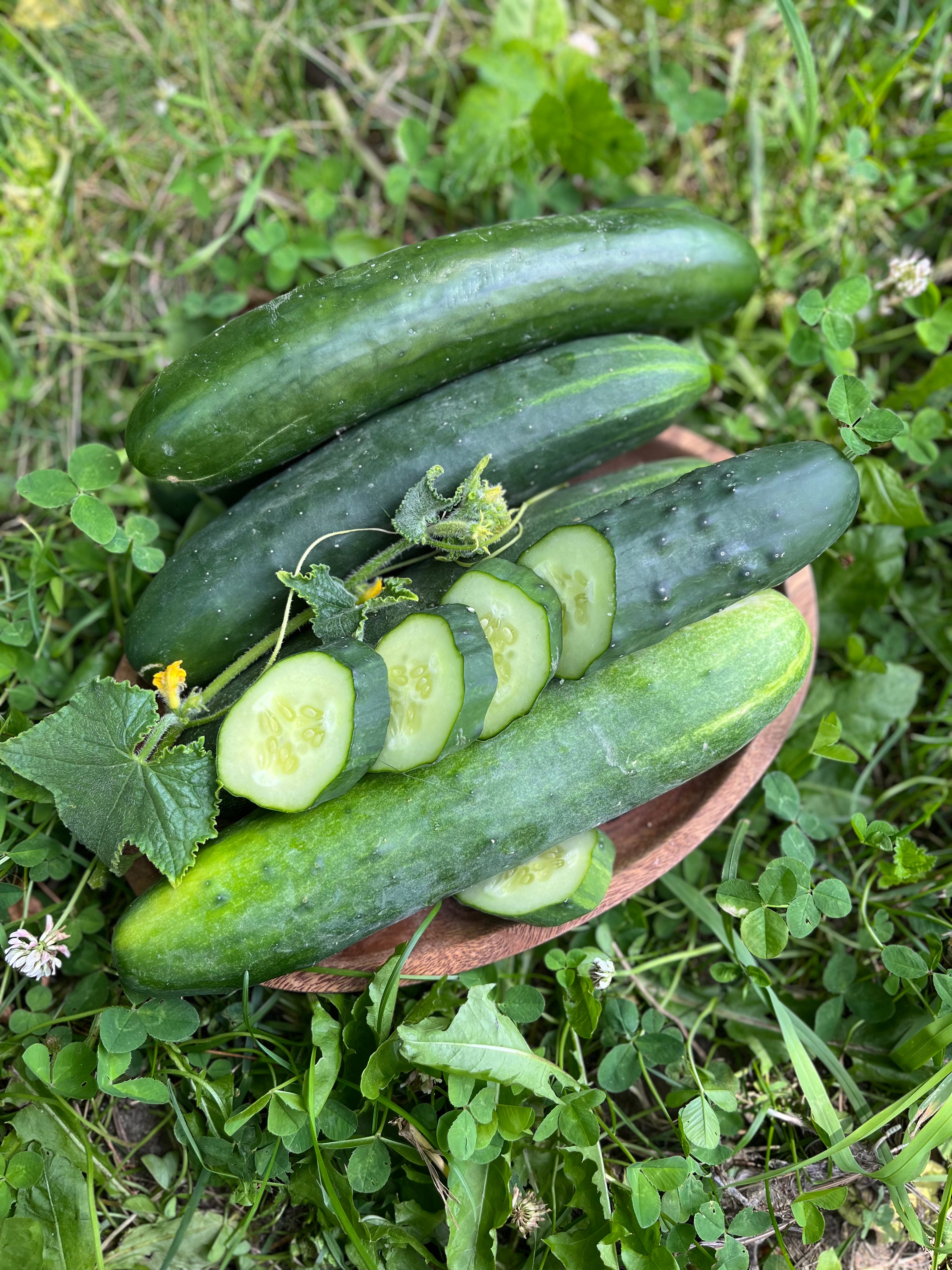 Organic Field Cucumber Seeds – Northern Seeds