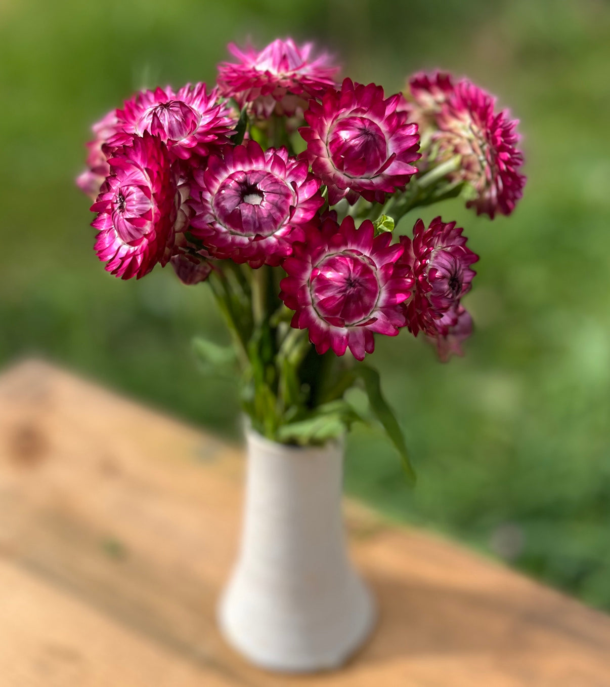 Flower, Cranberry Rose Strawflower – Northern Seeds