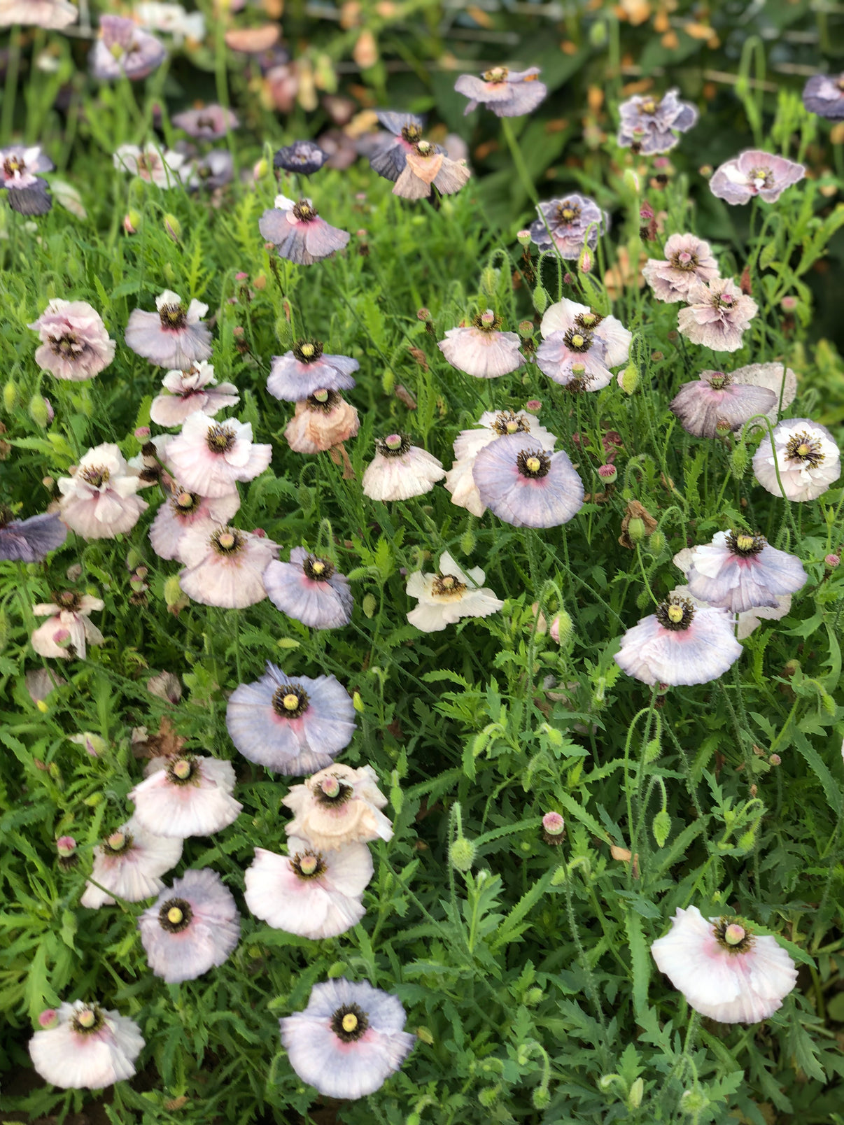 Organic Amazing Grey Poppy Flower Seeds – Northern Seeds