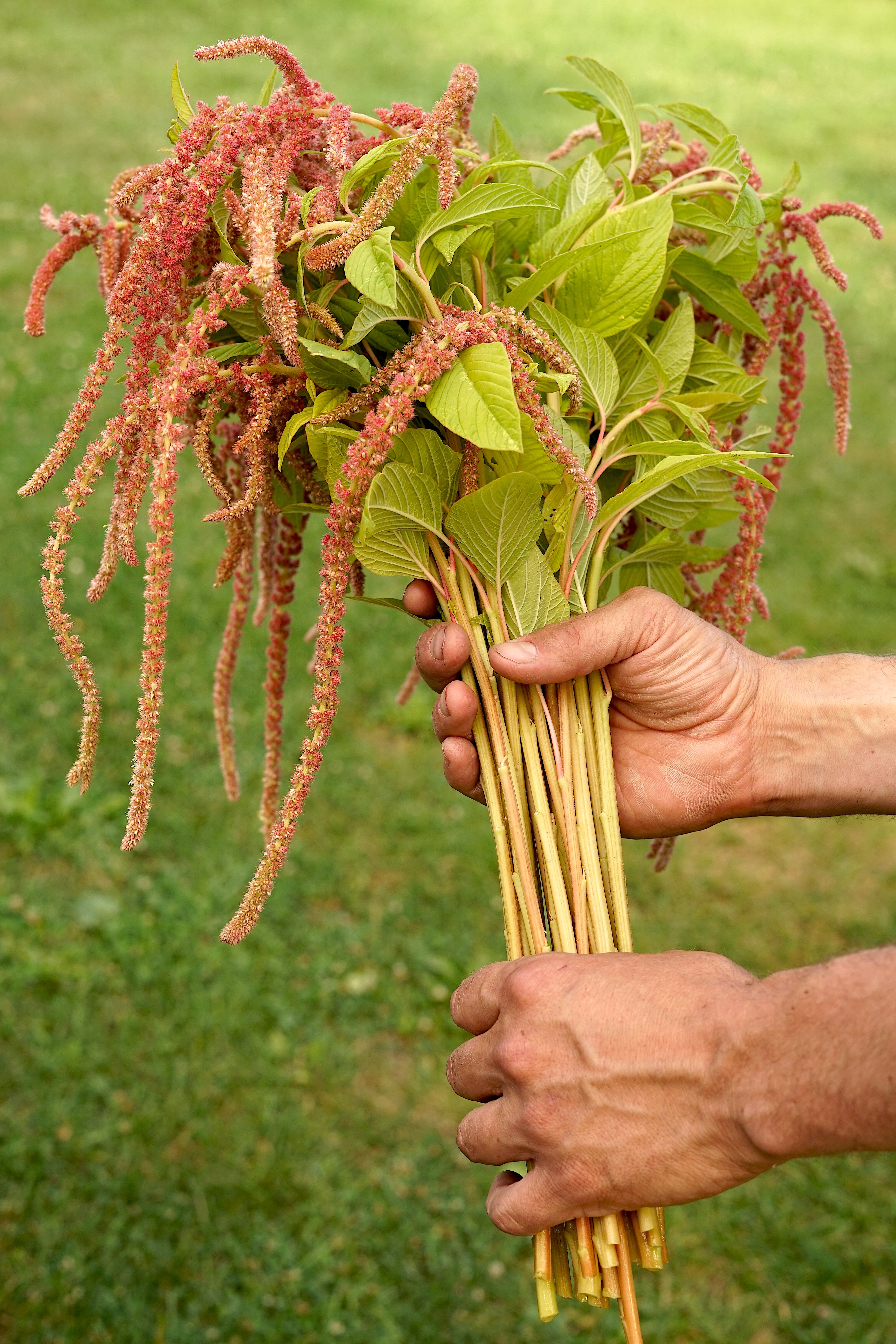 Organic Coral Fountain Amaranth Seeds – Northern Seeds