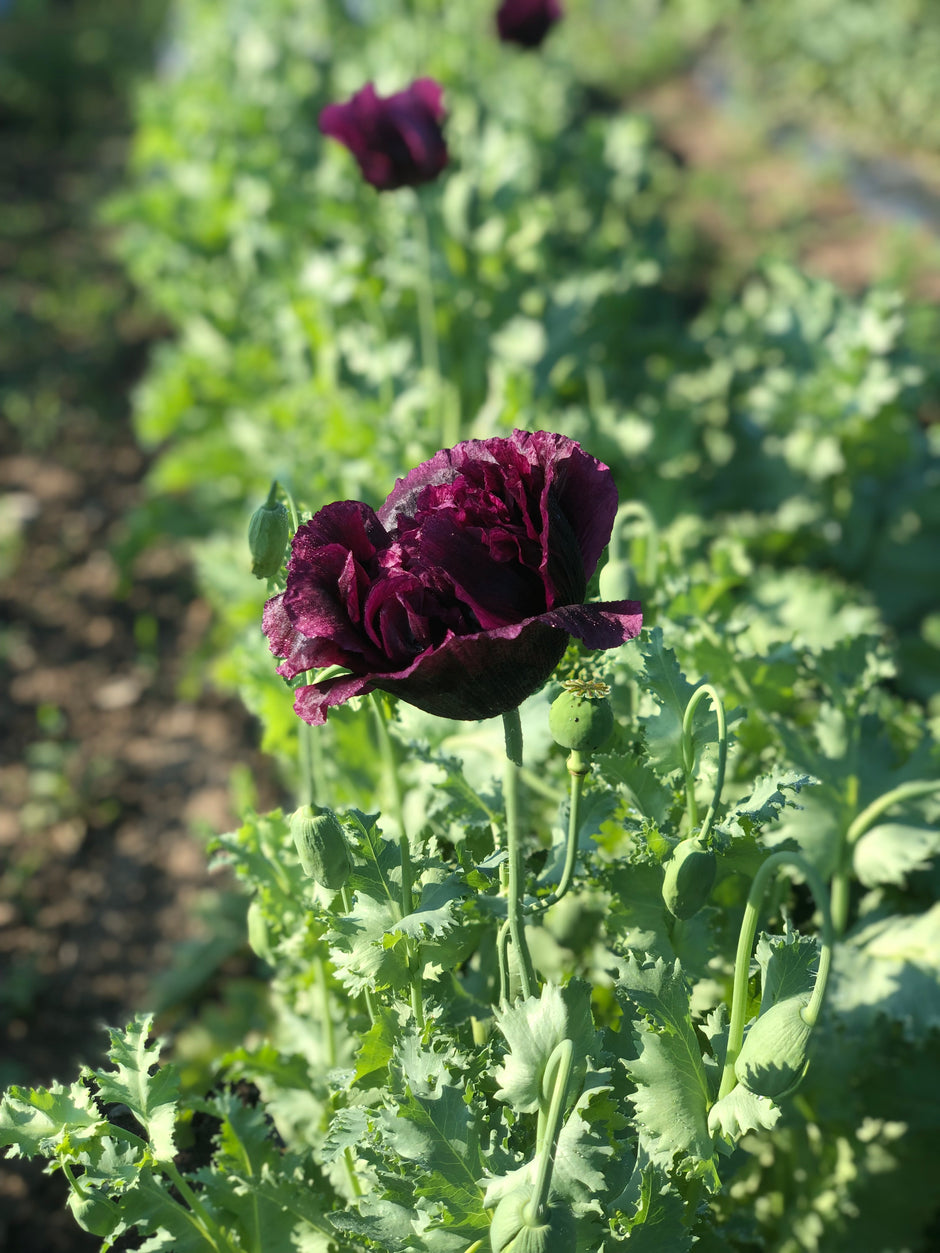 All Seeds – Page 2 – Northern Seeds