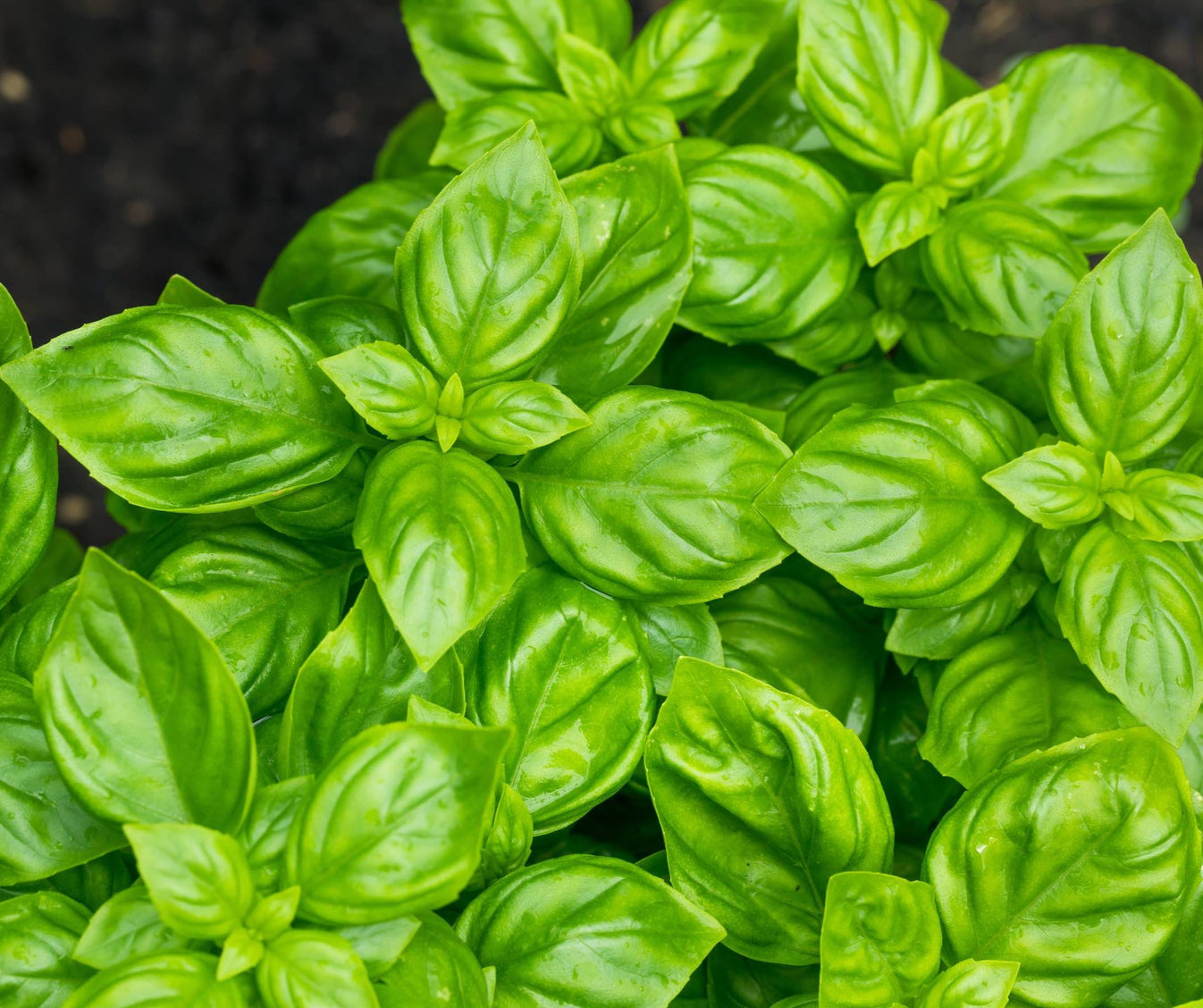 Organic Genovese Basil Seeds – Northern Seeds