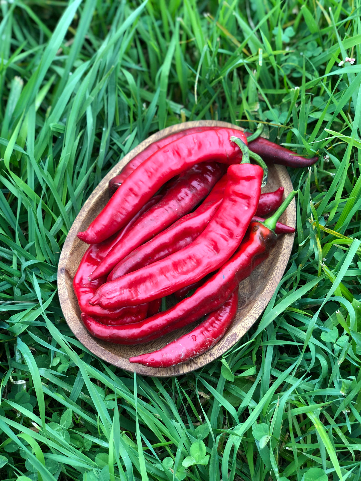 Organic Jimmy Nardello Pepper Seeds – Northern Seeds