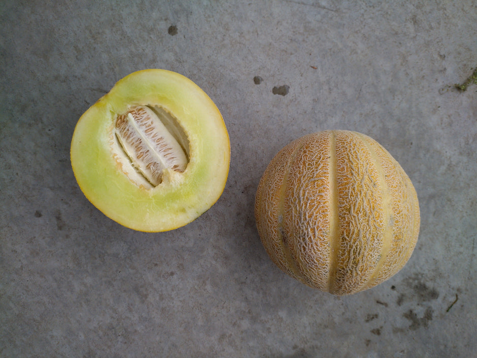 All Seeds – Page 5 – Northern Seeds