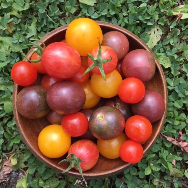 Organic Cherry Mix Tomato Seeds – Northern Seeds