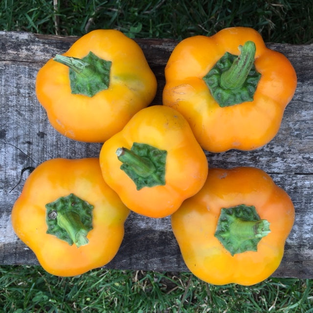 Organic Doe Hill Pepper Seeds – Northern Seeds