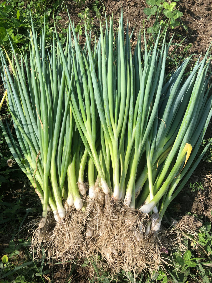 Organic Onion Seeds – Northern Seeds