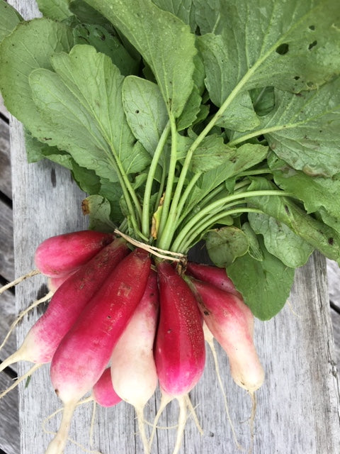Organic French Breakfast Radish Seeds – Northern Seeds