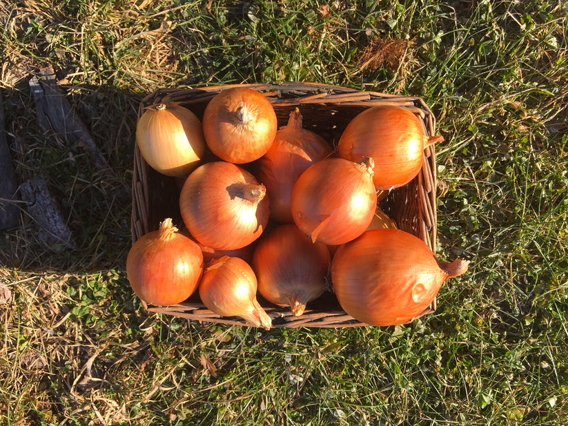 Organic New York Early Onion Seeds – Northern Seeds