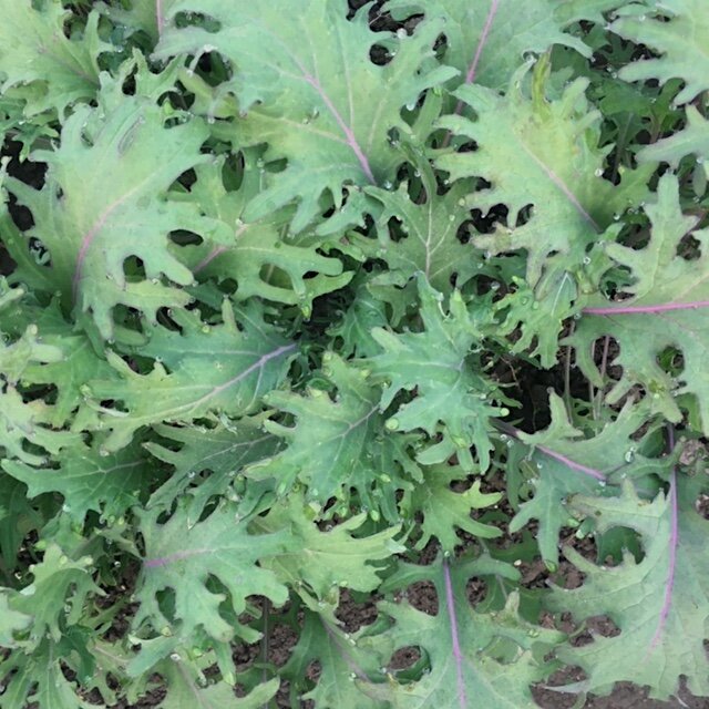 Organic Red Russian Kale Seeds – Northern Seeds